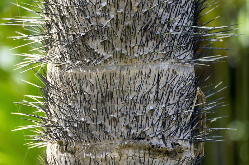 Peach Palm Trunk stock image. Image of arrows, spikes - 70718793