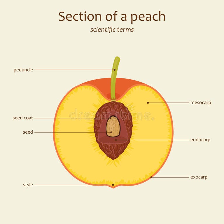 Peach parts names, vector stock vector. Illustration of peduncle - 77619931