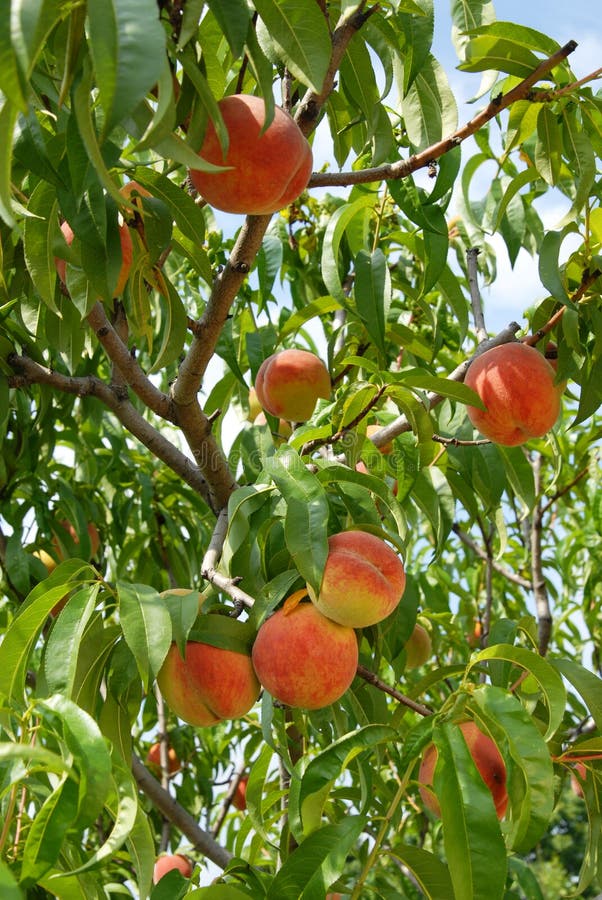 Peach on peach tree stock image. Image of summer, gardening - 43054917
