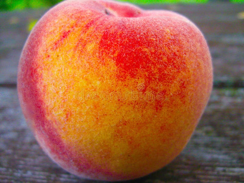 Peach Perfect stock image. Image of circular, fantastic - 73347541