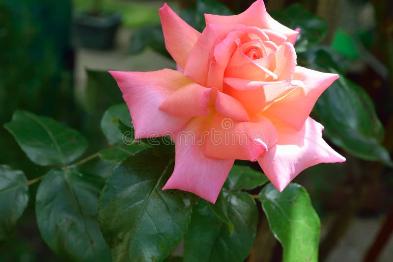 Peach Pink Rose stock photo. Image of flower, green, leaf - 91549146