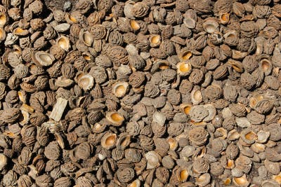 Peach pip texture stock photo. Image of ground, peaches - 18991718