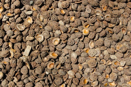 Peach pip texture stock photo. Image of ground, peaches - 18991718