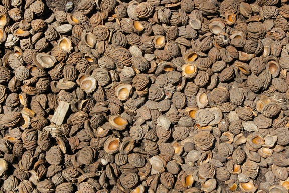 Peach pip texture stock photo. Image of ground, peaches - 18991718