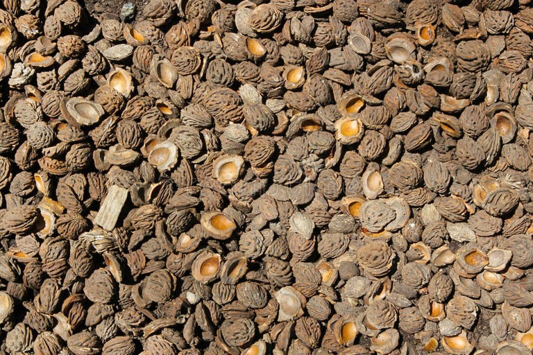 Peach pip texture stock photo. Image of ground, peaches - 18991718