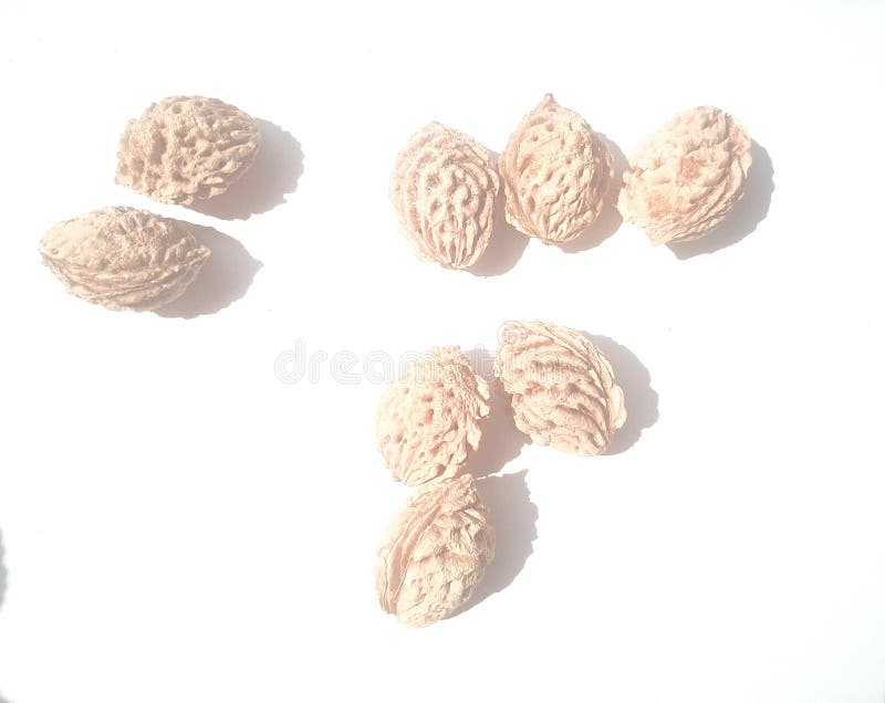 A Peach Pit on a White Background Stock Photo - Image of seed ...