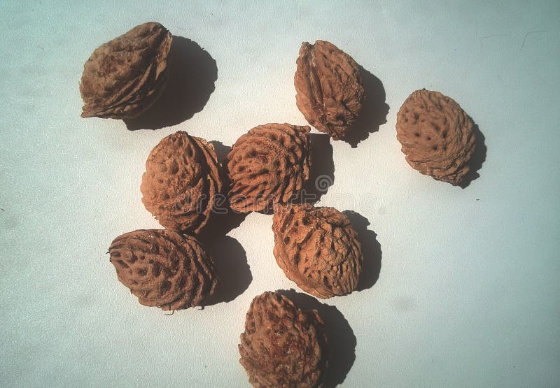 A Peach Pit on a White Background Stock Image - Image of food, healthy ...