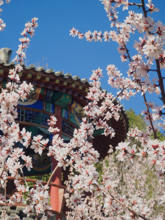 Peach Plum Flower China Spring Pavillion Stock Image - Image of china ...