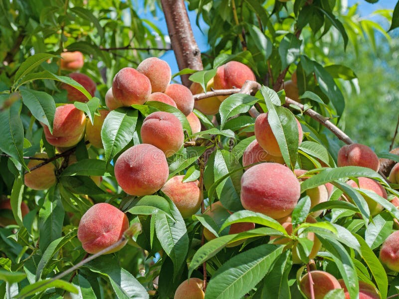 Peach, Prunus Persica, on the Tree Stock Image - Image of time, peaches ...