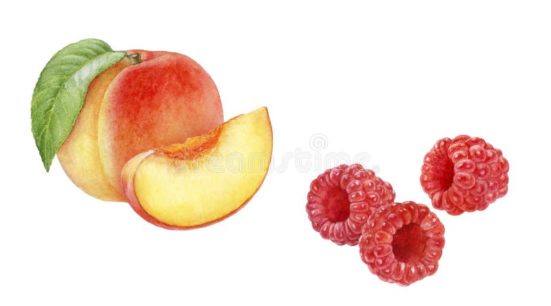 Peach Raspberry Set Watercolor Isolated on White Background Stock Photo ...