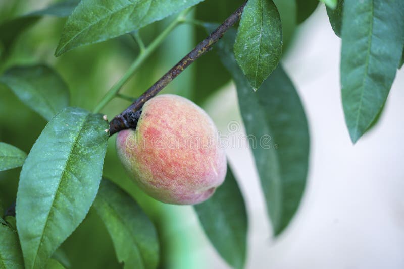 Peach on a branch stock image. Image of fresh, branch - 215622959