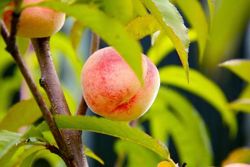 A Peach is Ripening on a Tree in the Garden.Texture or Background Stock ...