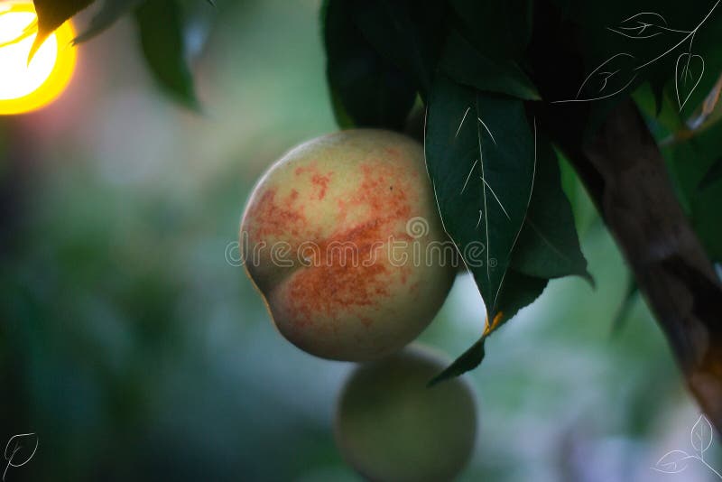 Peach Ripens on a Tree Branch in the Rays of the Evening Sun. Stock ...