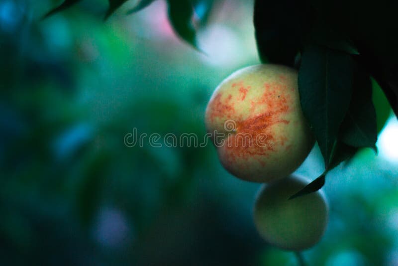 Peach Ripens on a Tree Branch in the Rays of the Evening Sun. Stock ...