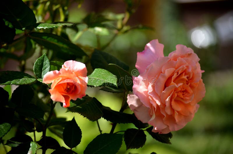 Peach rose on the Bush stock image. Image of green, rosebud - 59787713