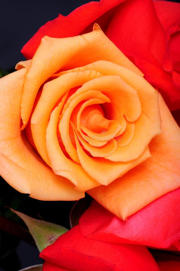 Peach Rose stock image. Image of love, dark, romance - 33803347