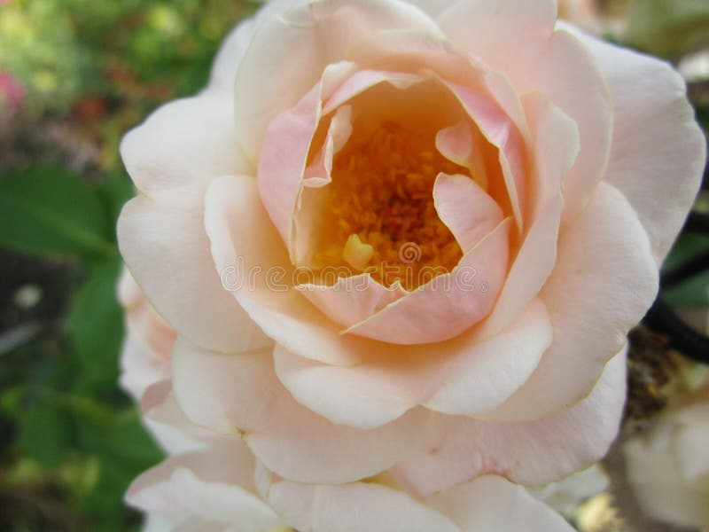 Peach Rose Flower in Garden Stock Image - Image of white, close: 98476249