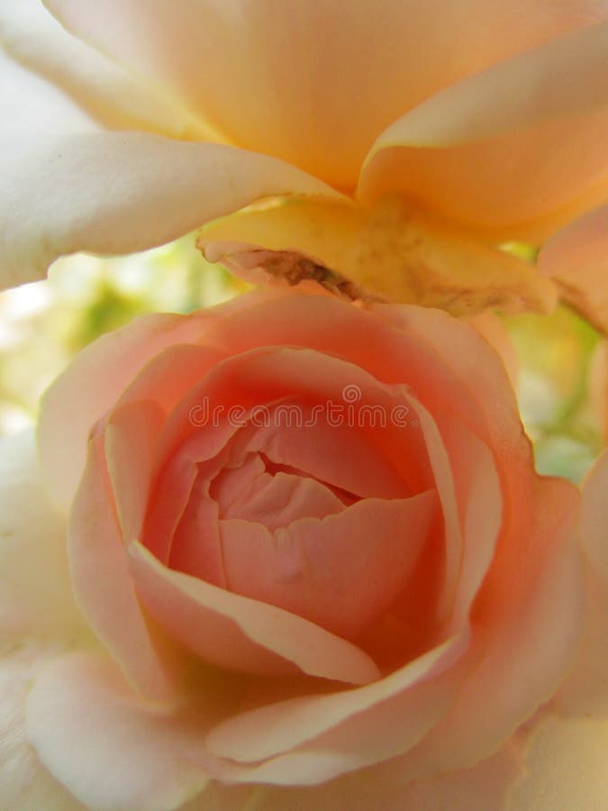 Peach Rose Flower in Garden Stock Photo - Image of garden, pretty: 98827956