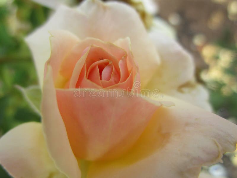 Peach Rose Flower in Garden Stock Image - Image of peach, flower: 98828213