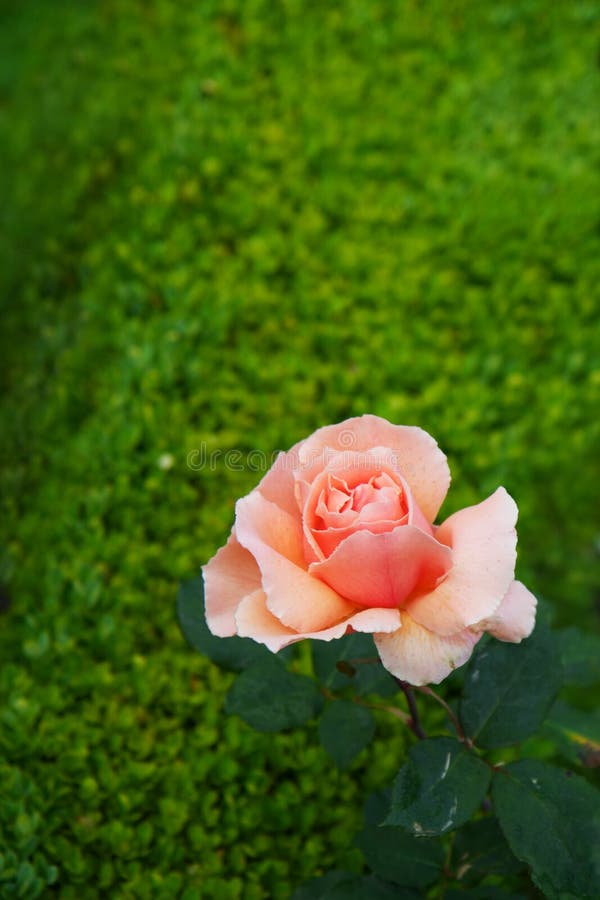 Peach Rose on Hedge stock photo. Image of folds, droplets - 14843020