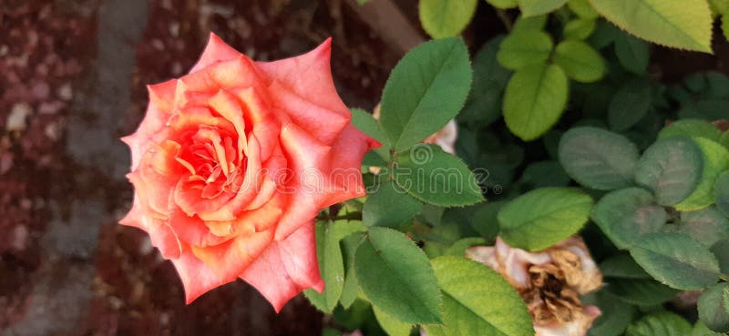 Peach Rose Little Plant Green Stock Photo - Image of tulip, blossom ...