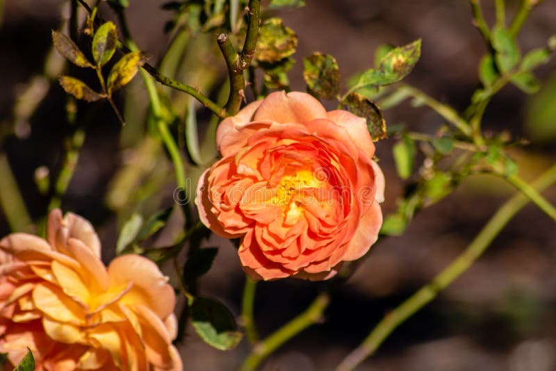 Peach rose stock image. Image of growth, natural, pretty - 173454461