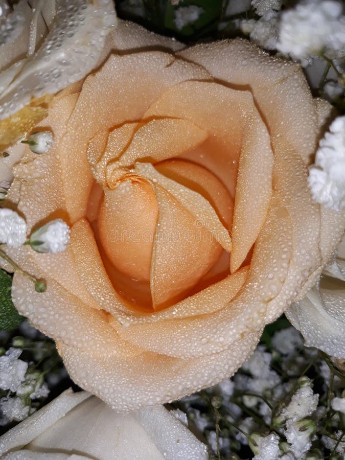 Peach Rose with Splash Water Stock Image - Image of produce, petal ...