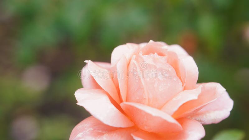 Peach Rose with Water Droplet Stock Image - Image of closeup, fragrant ...