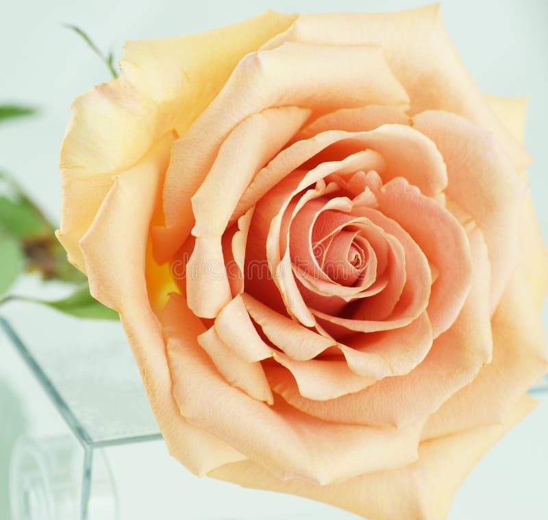 Peach Rose on a White Background Stock Image - Image of macro, drop ...
