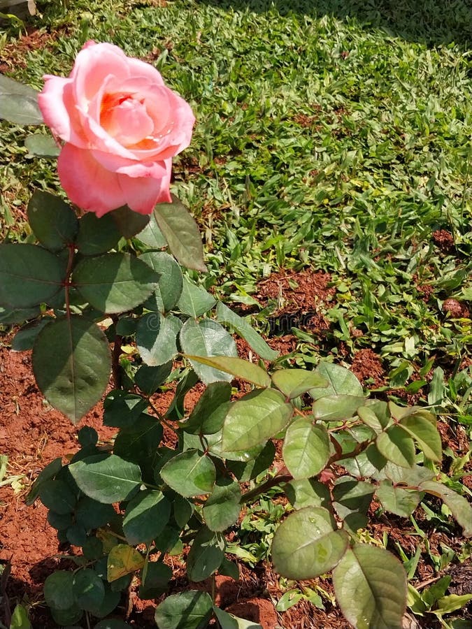 Peach rosee stock image. Image of peach, banget, rosee - 297646031