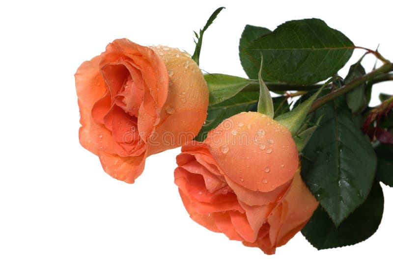 Peach roses stock image. Image of bouquet, rain, peach - 8608399