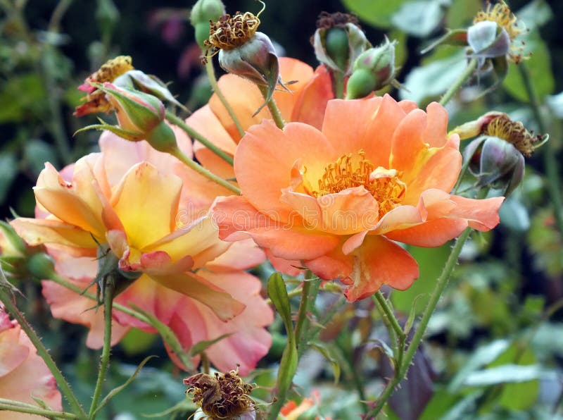 Peach Roses in Bloom stock photo. Image of rose, outdoors - 121434262