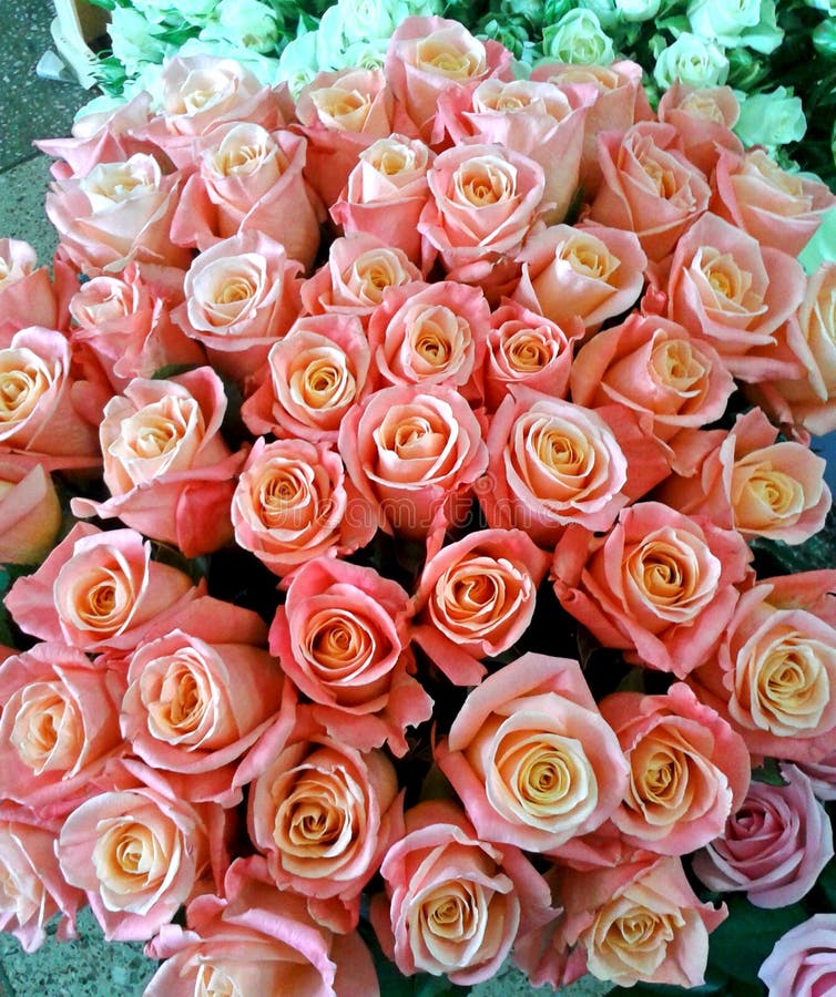 Peach roses stock photo. Image of bridal, bouquet, valentine - 80963292