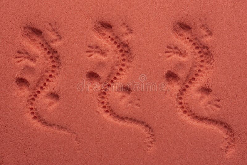 Peach Sand with Lizards Imprints Stock Photo - Image of powder, print ...