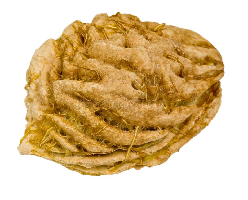 Peach pit seed isolated stock photo. Image of studio - 57084048