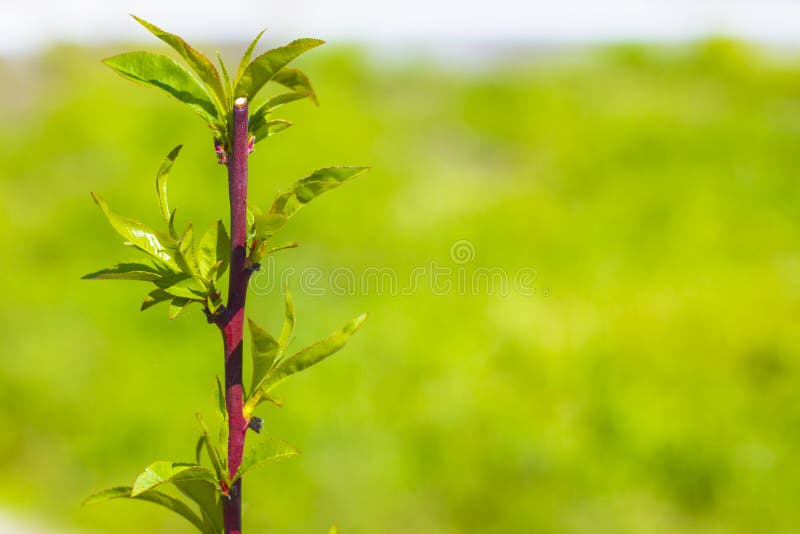 Peach Seedling on Green Grass Background Stock Image - Image of harvest ...