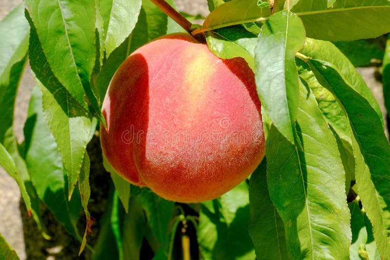 Peach stock image. Image of vitamin, summer, white, freshness - 270961087