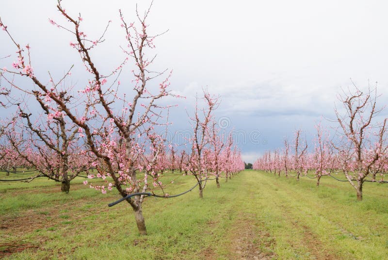 Peach in spring stock image. Image of tree, pink, yellow - 13846379