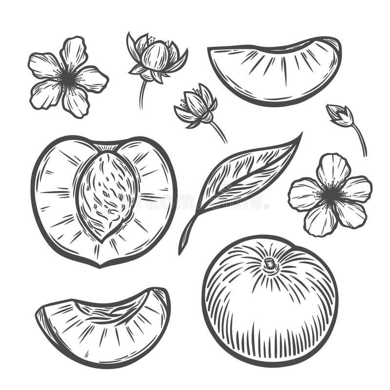 A Peach in the Style of Line Drawing Stock Illustration - Illustration ...