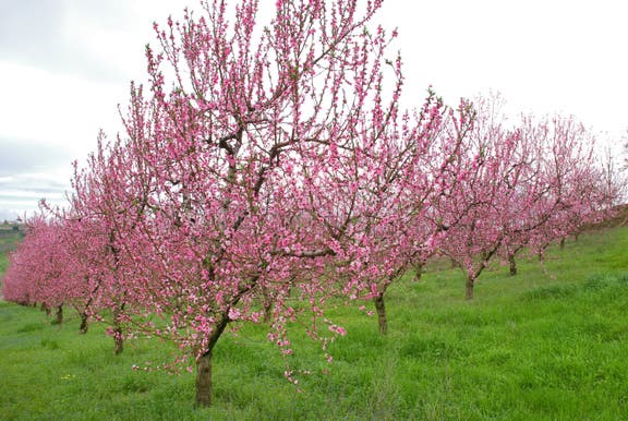 5,049 Peach Tree Wood Stock Photos - Free & Royalty-Free Stock Photos ...