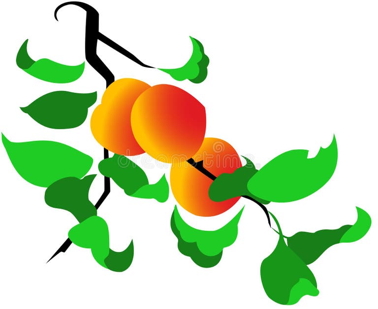 Peach tree stock vector. Illustration of cartoon, peach - 15188559