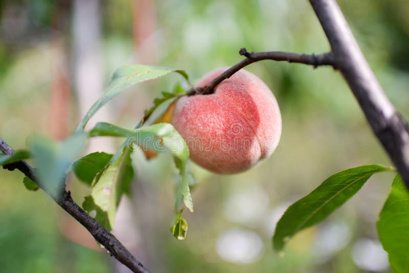 Peach tree stock image. Image of green, agriculture - 187120639