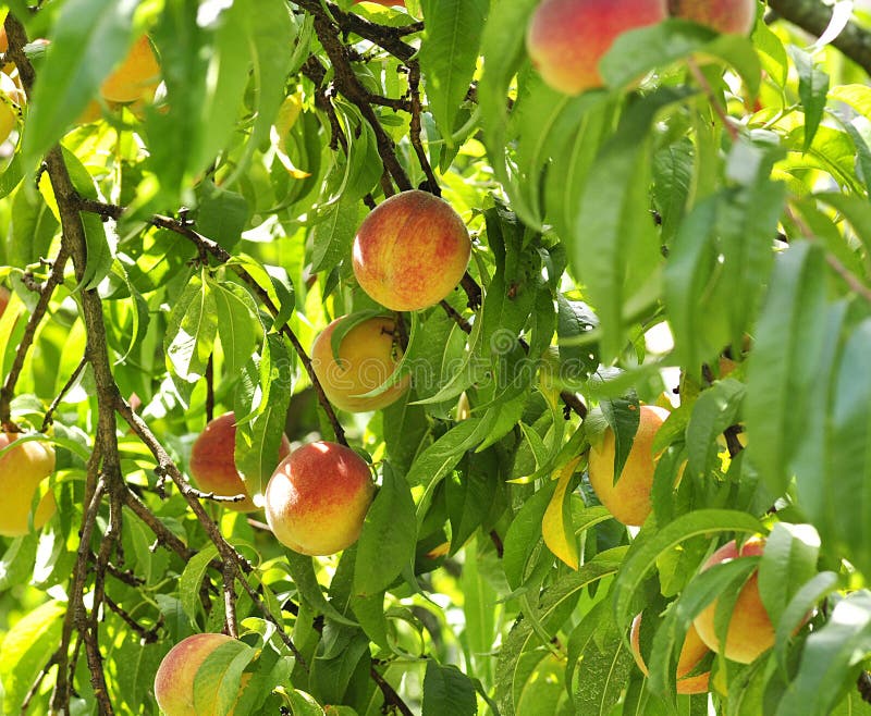 Peach tree stock photo. Image of harvest, grow, closeup - 19208822