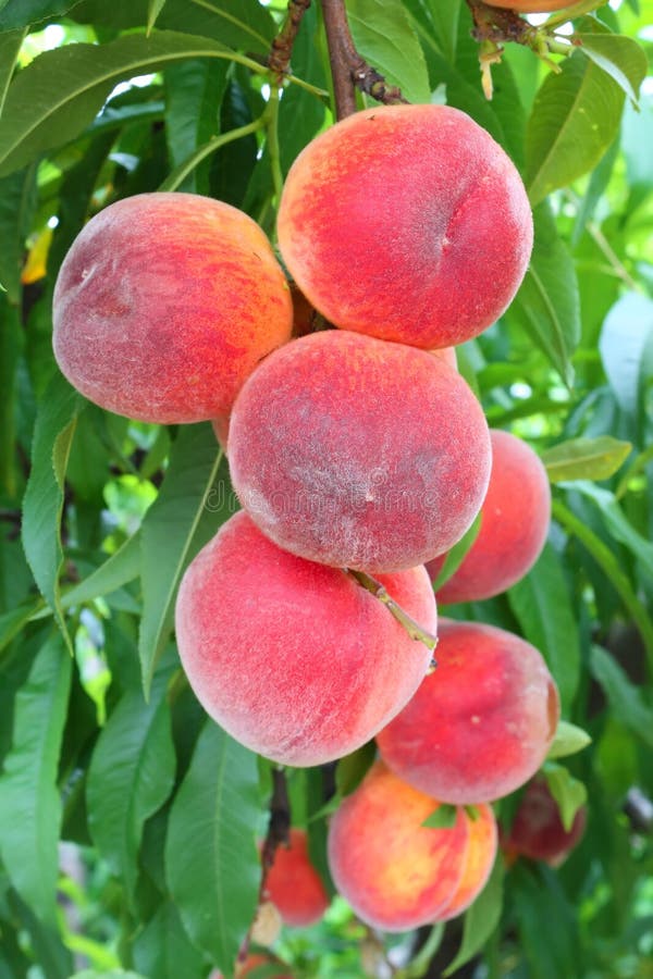 42+ Green peaches tree Free Stock Photos - StockFreeImages