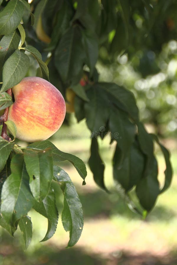 Peach tree stock image. Image of branch, nature, juicy - 20937757