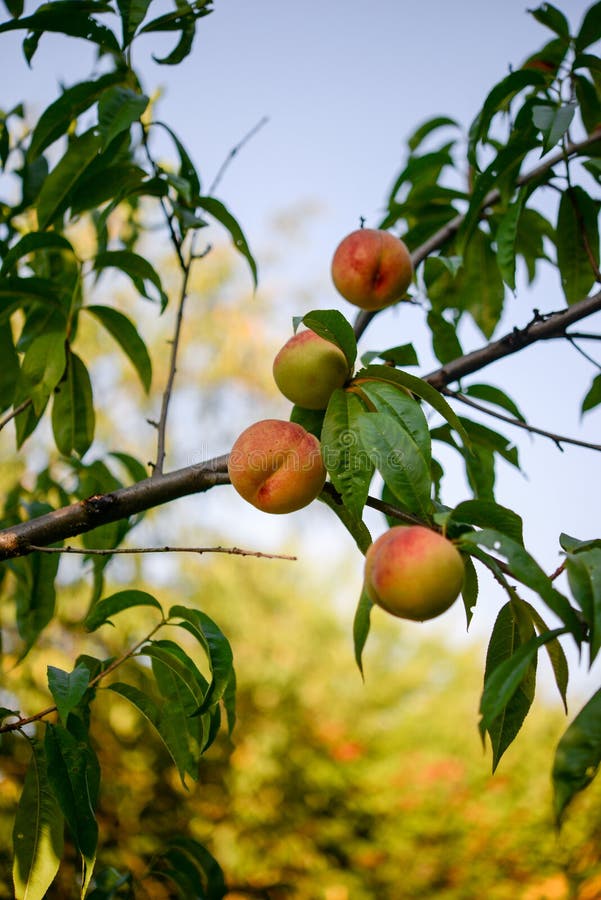 Peach stock photo. Image of nature, orchard, plant, grow - 213435900