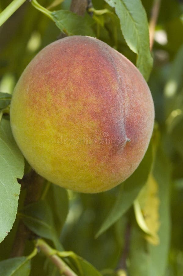 Peach on the tree stock image. Image of fall, citrus, health - 219757