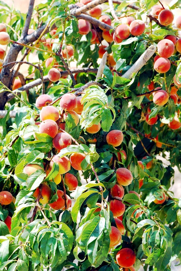 Mango tree stock image. Image of tropical, crop, agriculture - 9742865