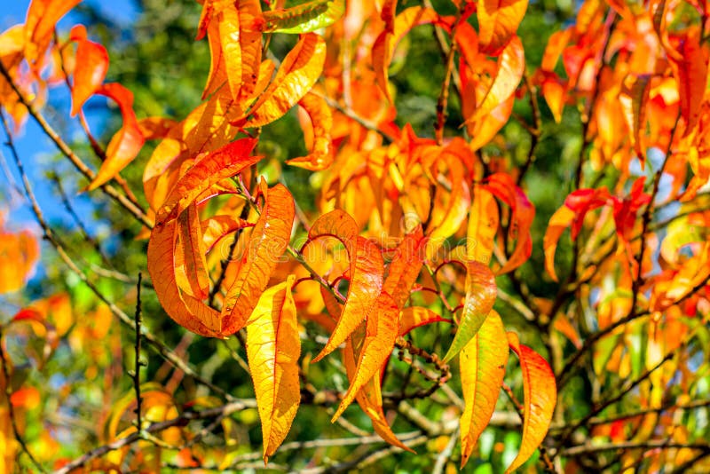962 Peach Tree Wood Texture Stock Photos - Free & Royalty-Free Stock ...