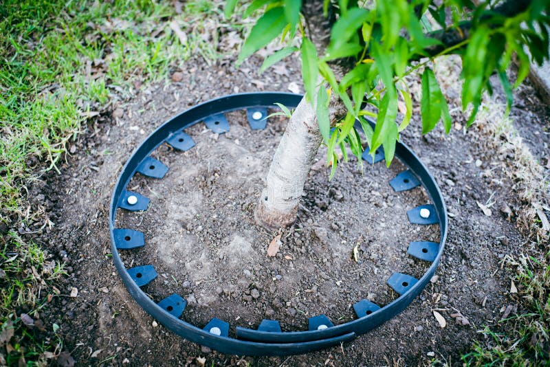 Peach Tree with Black Plastic Landscape Edging Roll and Galvanized ...